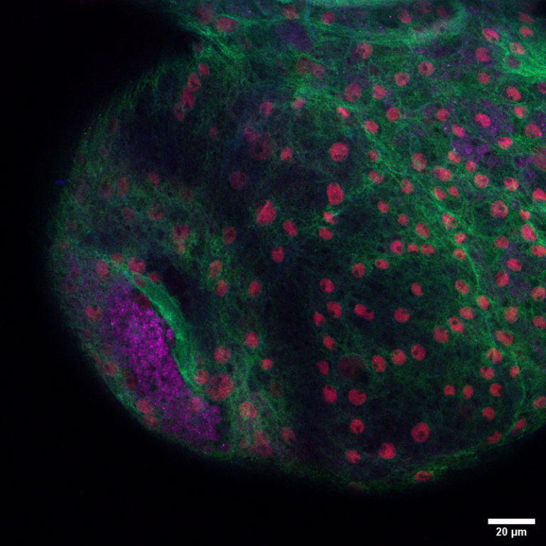 Microscopio Confocal Olympus Fluoview - Unidad de Microscopía Avanzada UC